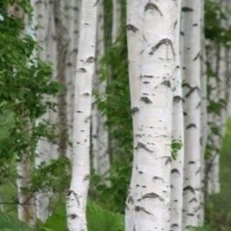 birch demon｜note