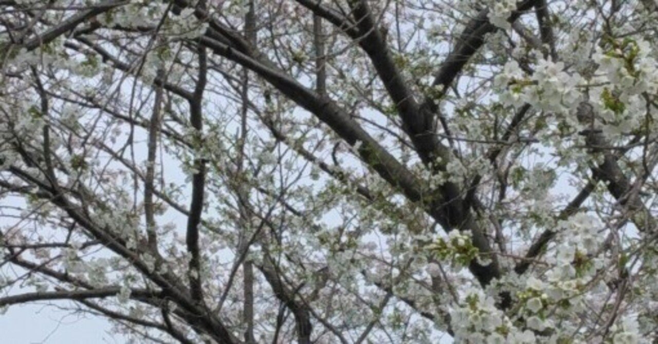 テスト記事です｜kobayashi yosuke