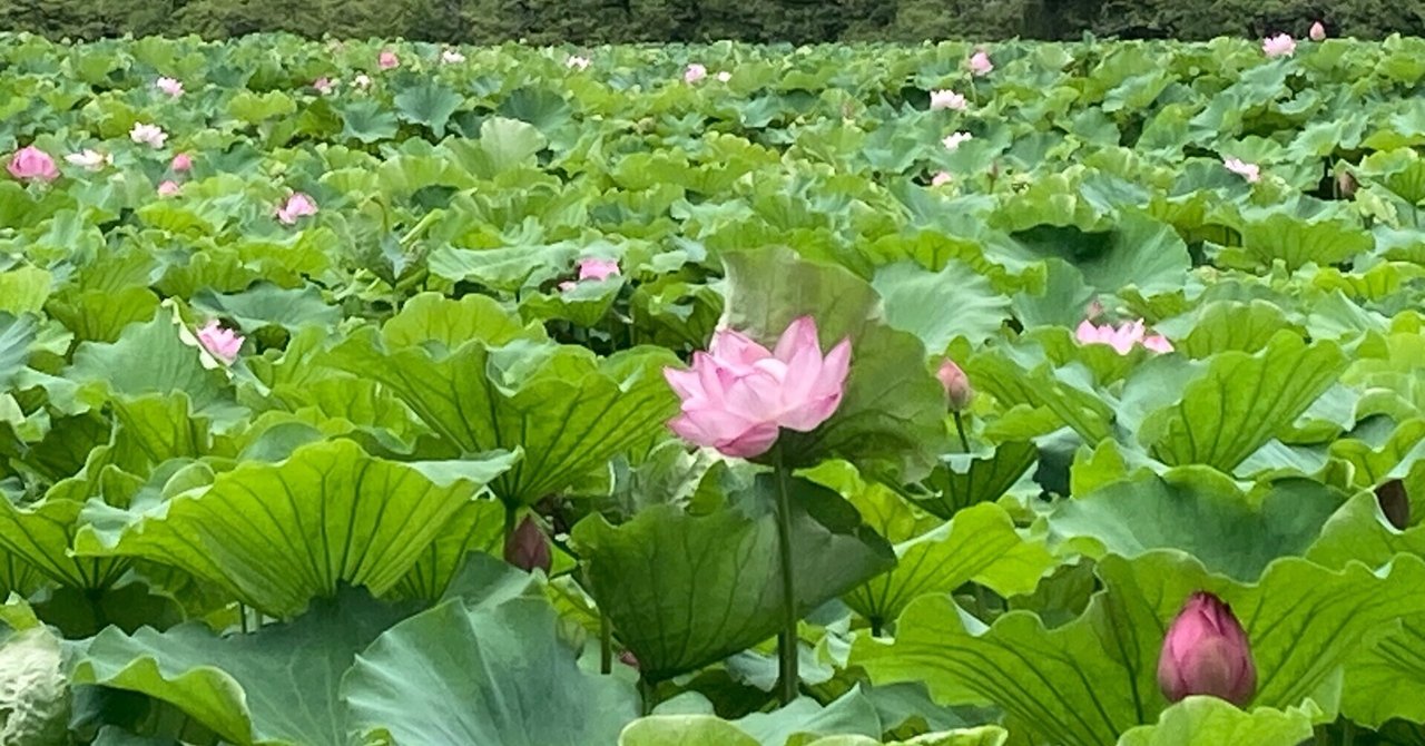 夫の夏休み2023｜akariko