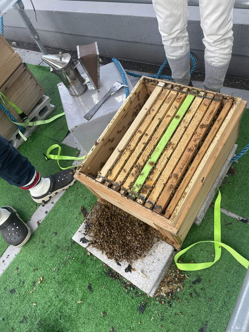 【養蜂生活850日目】｜yabusan（823）