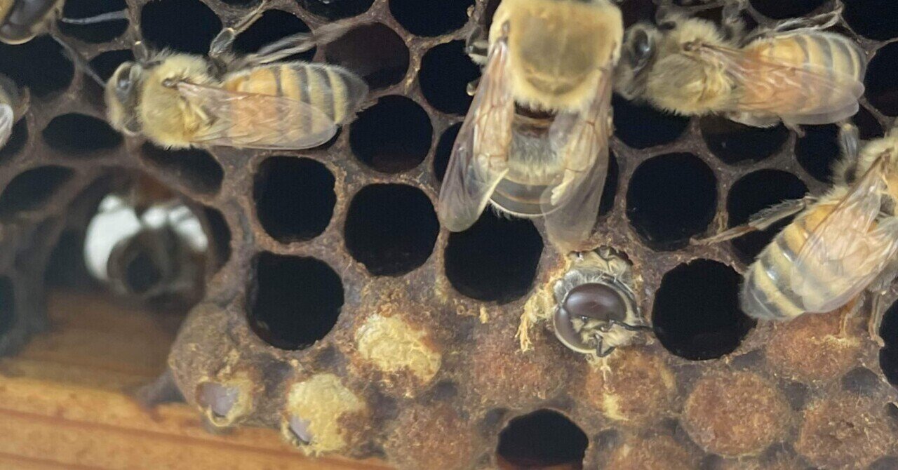 【養蜂生活850日目】｜yabusan（823）