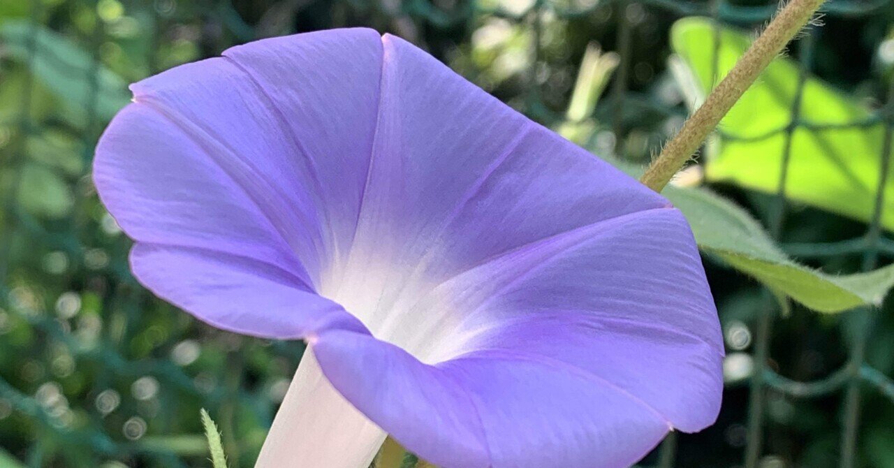 ちょっとひと休みの映画｜kyo☆ko