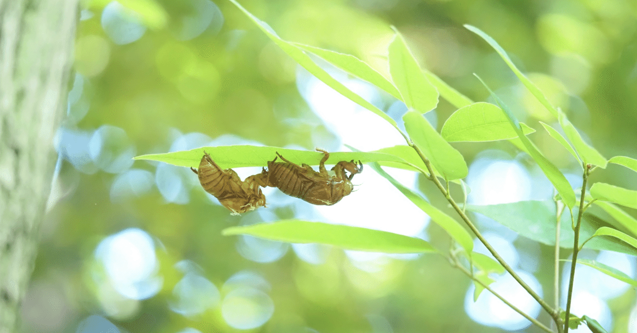 第1巻 24番〜作者 麻続王｜ichiro70