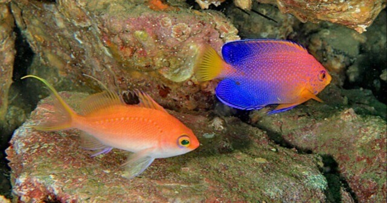 レンテンヤッコ｜tetsu takashi