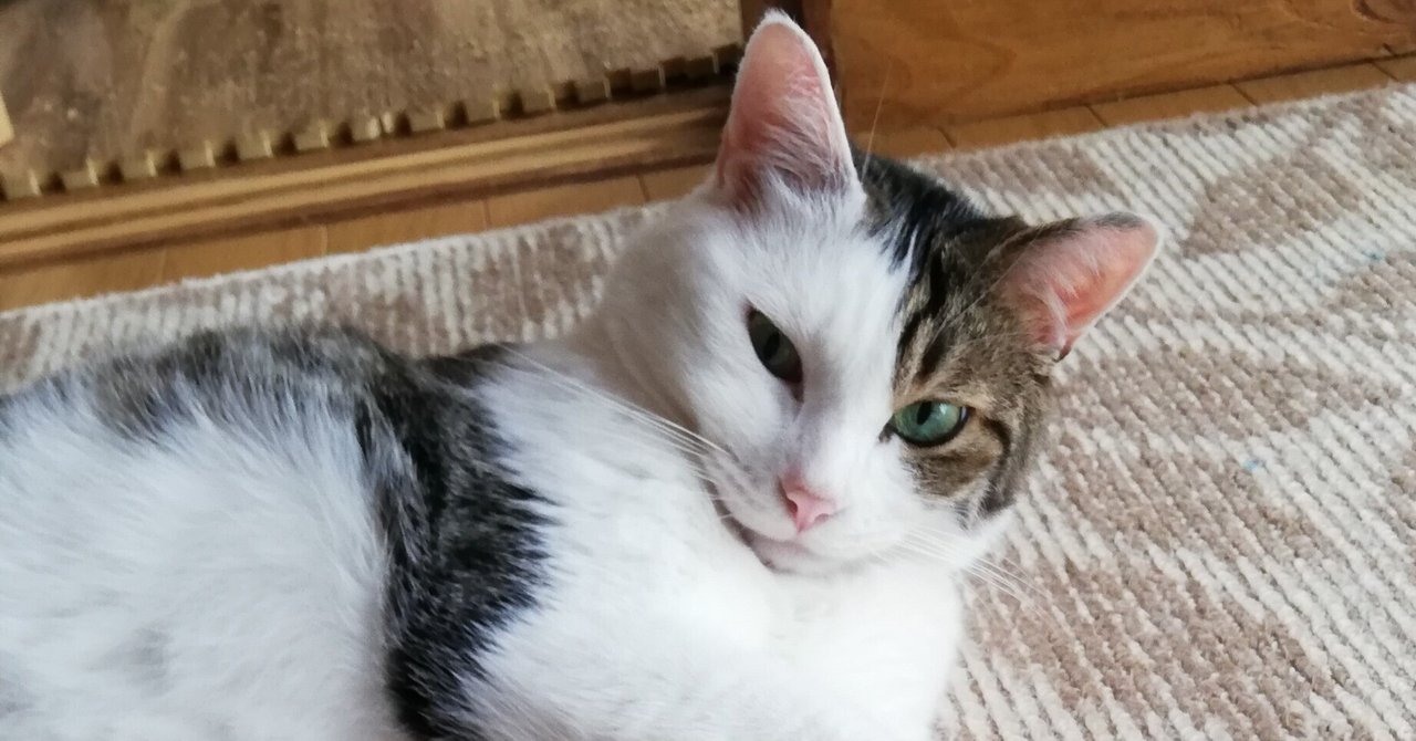 発信がしたい｜shironeko