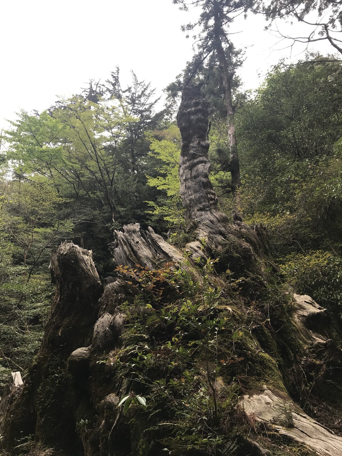 【縄文杉トレッキング】ひとりで屋久島に行ってきた。 その3｜rou kodama