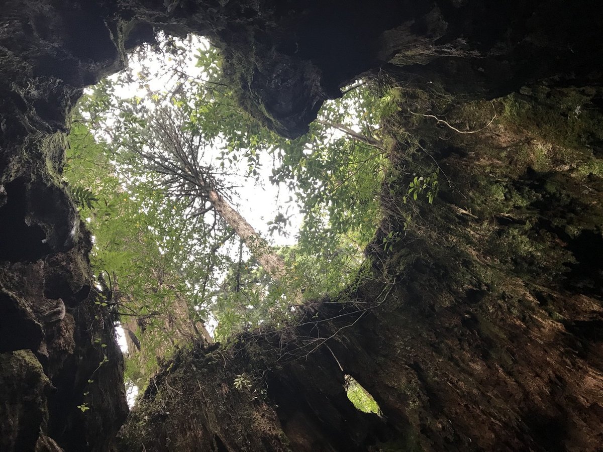 【縄文杉トレッキング】ひとりで屋久島に行ってきた。 その3｜rou kodama