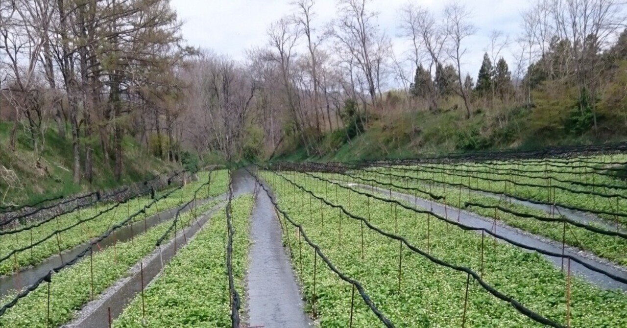 家庭菜園に挑戦！！！｜Aqua Farmer