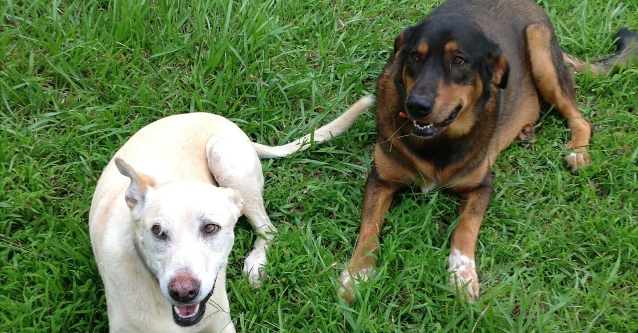 日英の自動翻訳｜Yoko Harada