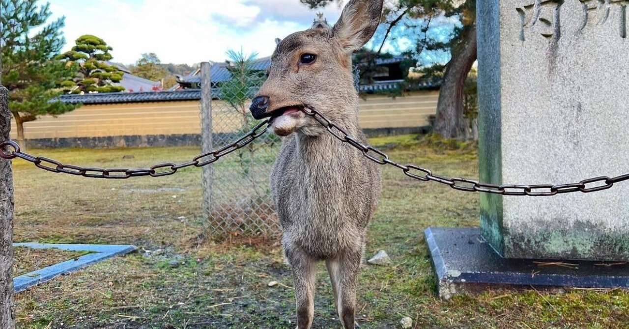 🌗ミッドナイト佐世保競輪2日目4567レースセット🌗｜鹿ちゃん🦌競輪予想