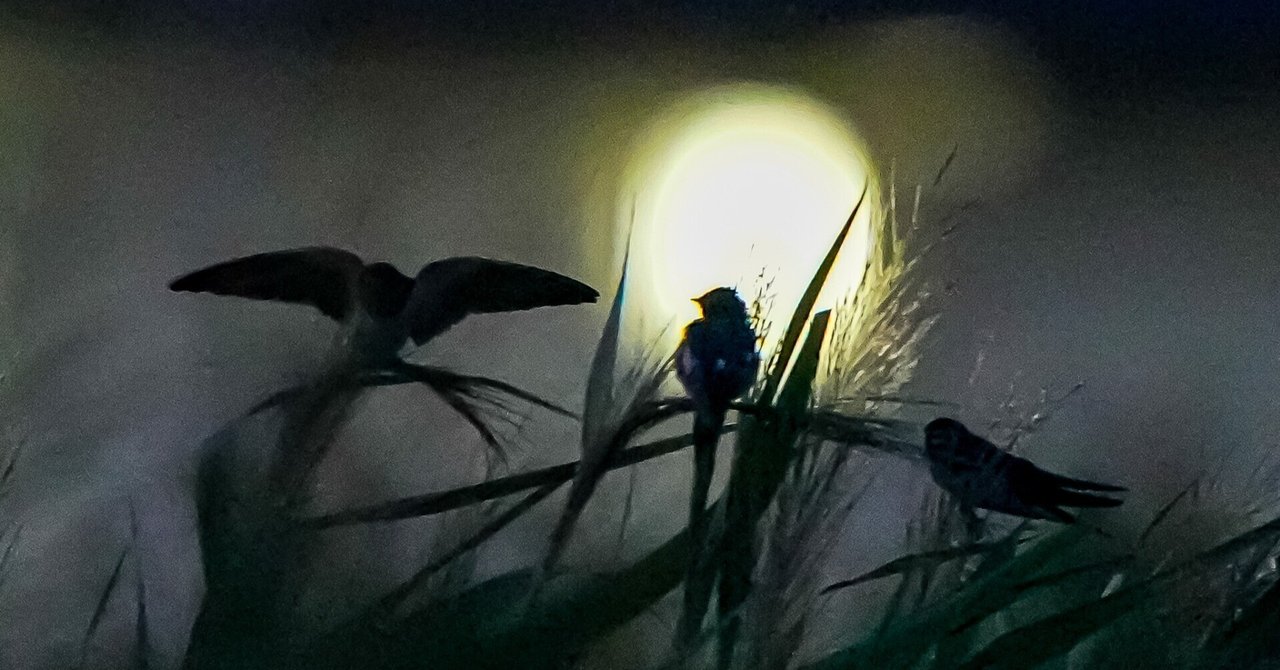 8月19日探鳥 ツバメのねぐら入り｜Chacoder