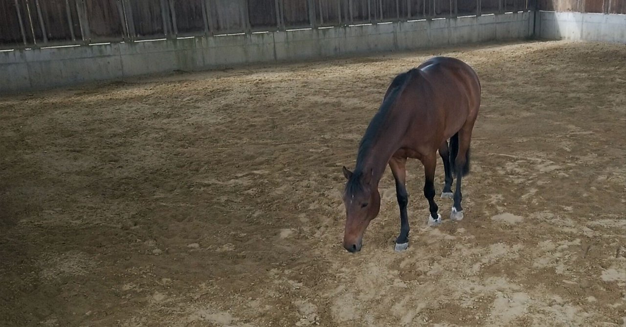 判定不要：Anizine｜ワタナベアニ