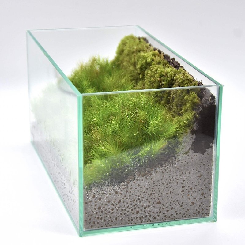 苔好きが集まる会【2選】｜Vesmir くら