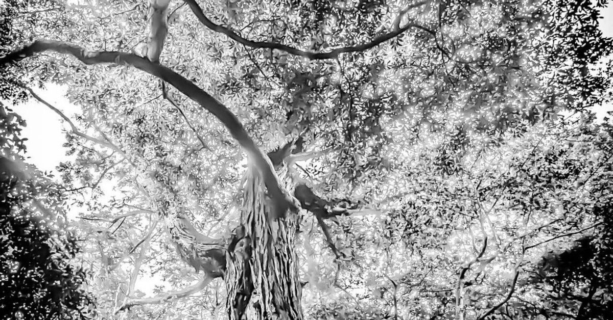 写真編集の魔法：鮮やかな表現を生み出す編集テクニック｜Master Photo Method