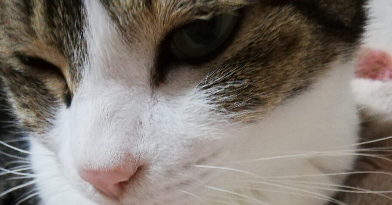 安心する人 ｜shironeko