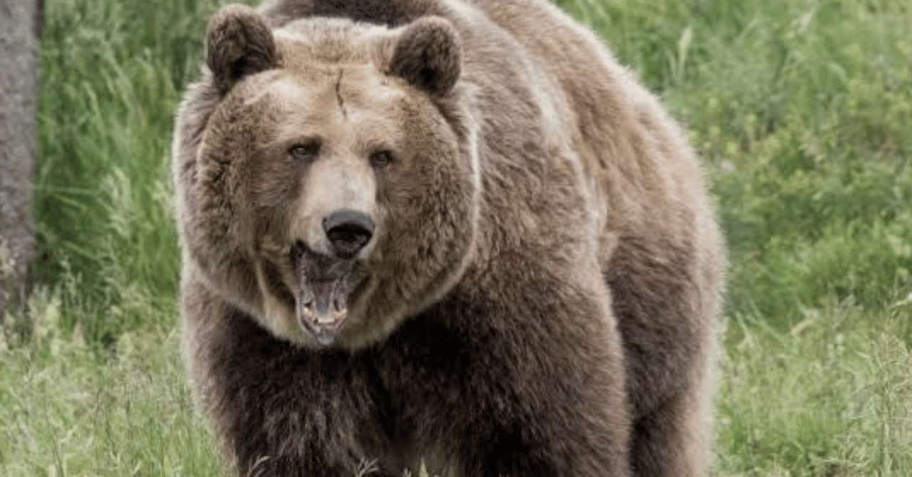 令和の最凶ヒグマ【OSO18】脅威のプロフィールまとめ｜MEGEBON（合同会社きっとやり遂げる）