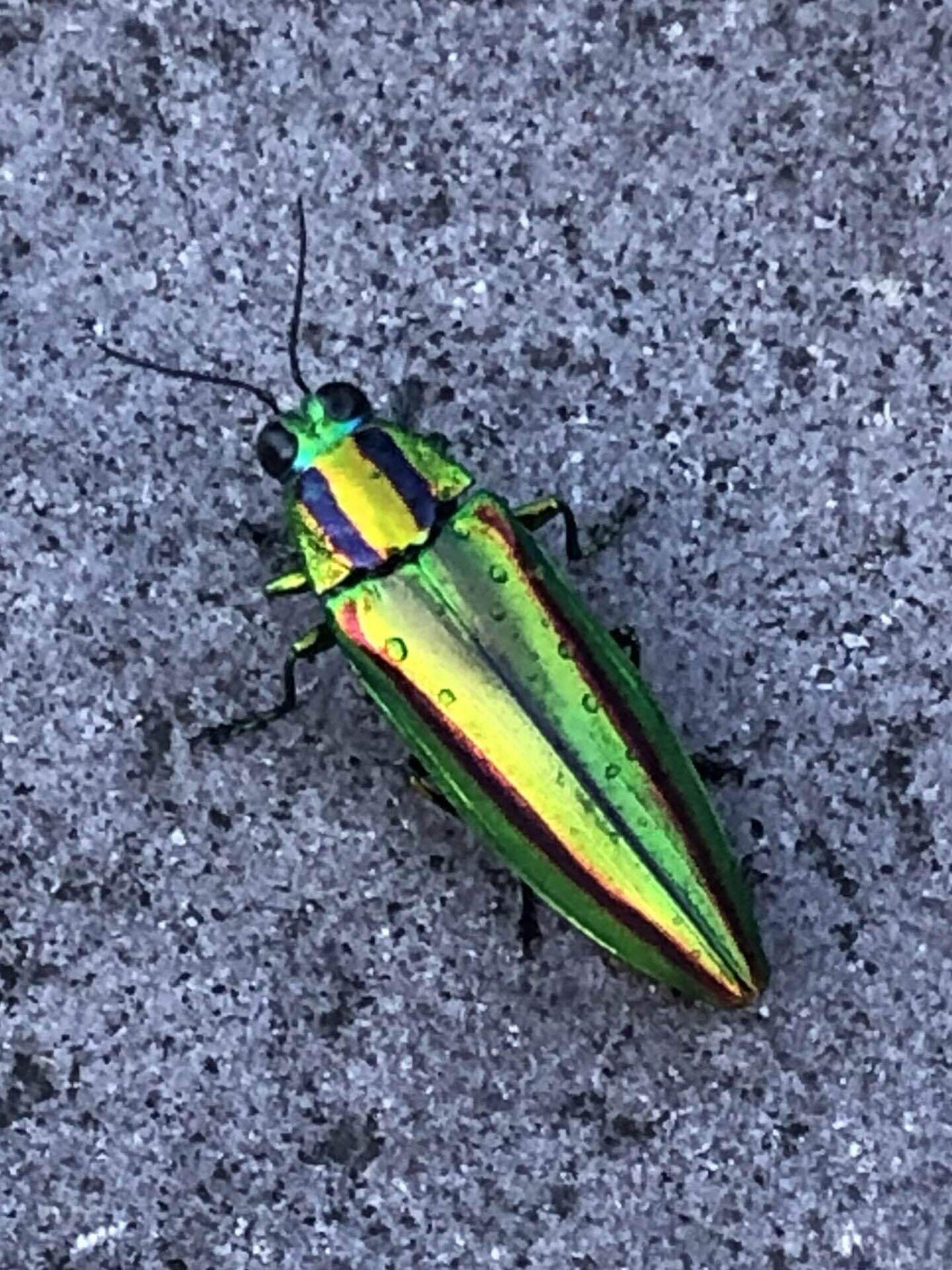 パピー日記2023.8.24｜ユメカ（Yumeka.yy）