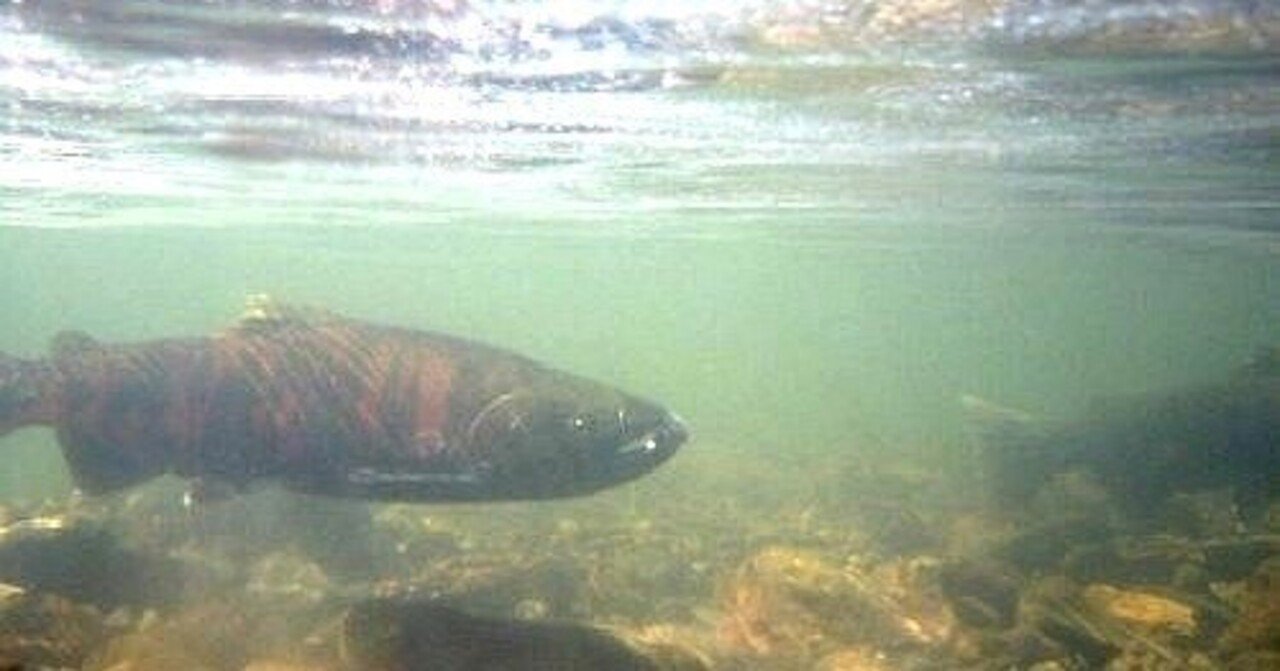 サクラマス masu salmon｜©️Hideki_Matsuo