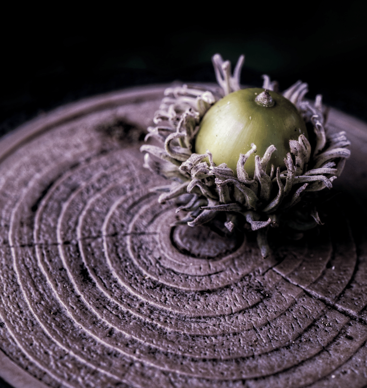 クヌギの実｜Yutaka Kano