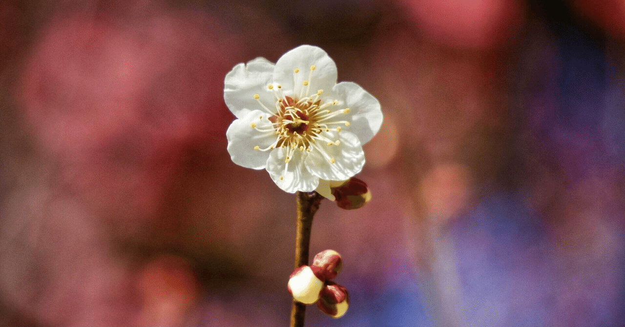 きいな姫に捧げるBAIKA考〜歌詞から見るBAIKAの引力〜｜しゅとろーみなん