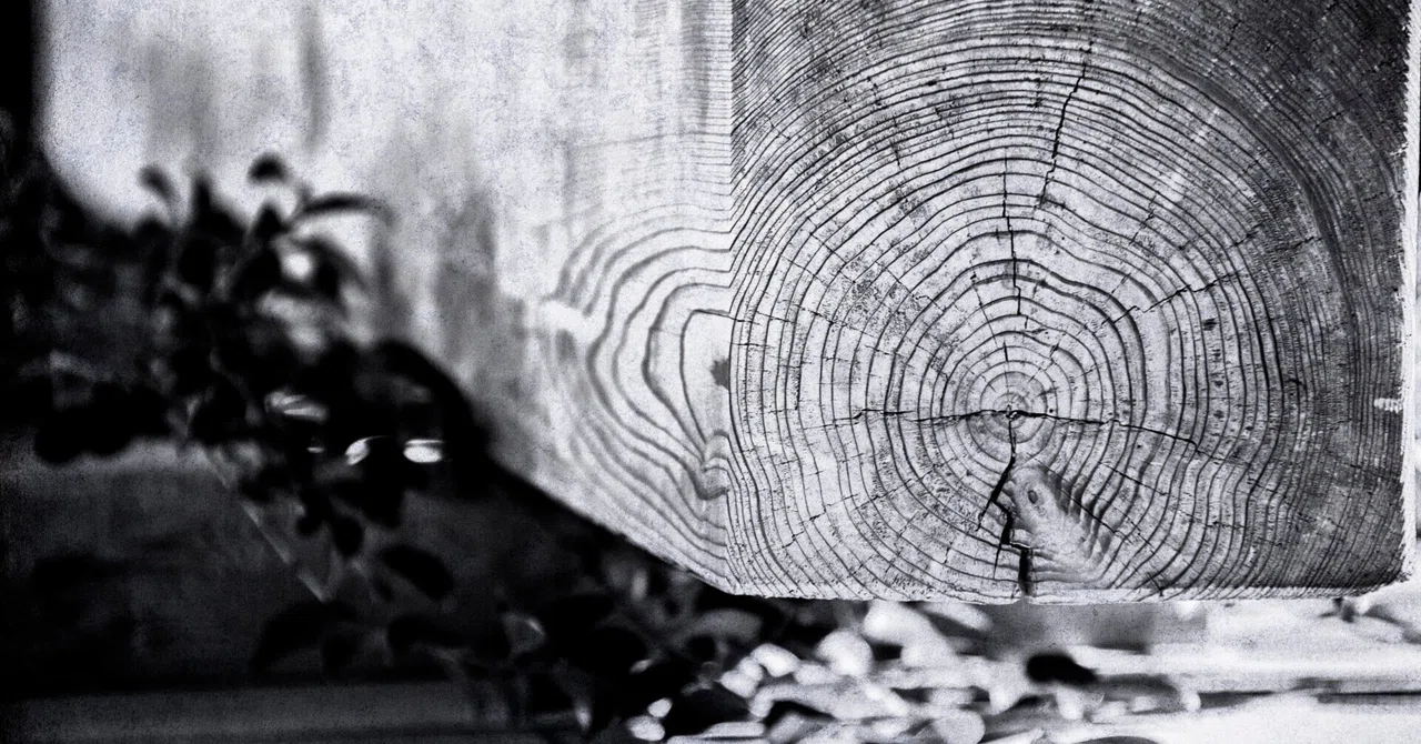 Unlocking Photographic Expression: The Power of Focal Length｜Master ...