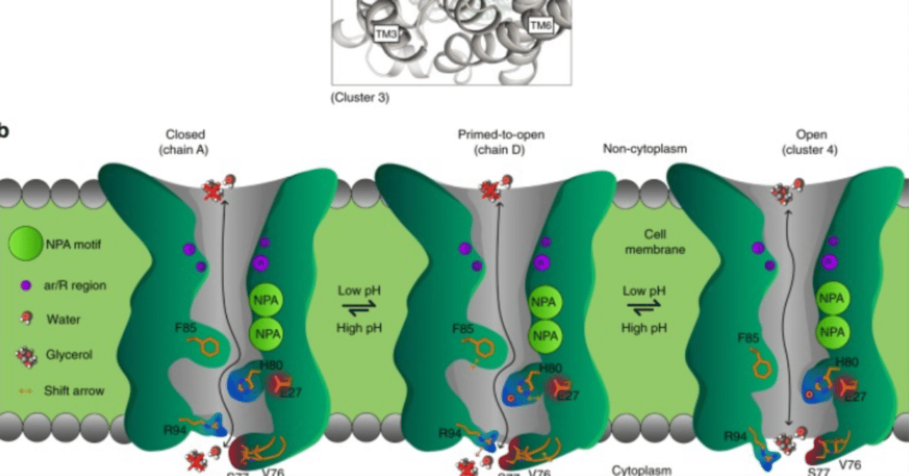 書記が論文読むだけ#1333-Human adipose glycerol flux is regulated by a pH gate in AQP10｜Writer_Rinka