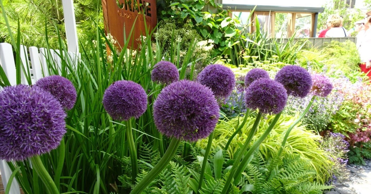 Satoko Matsuura｜note