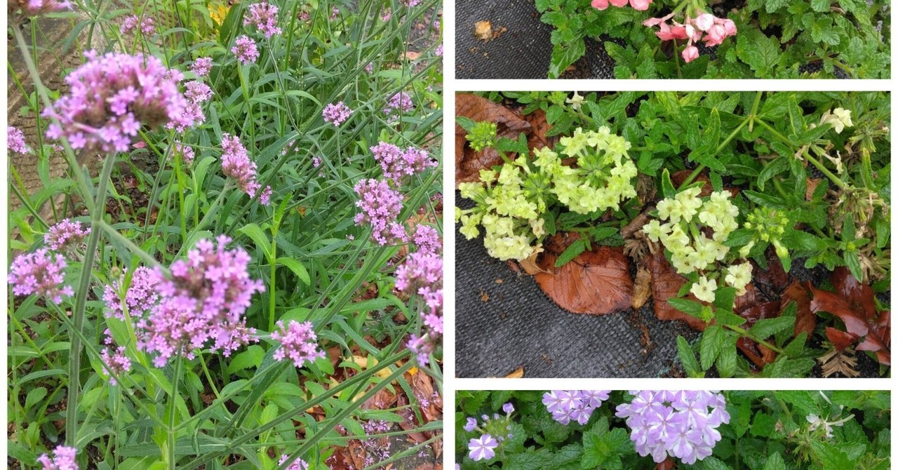 三尺バーベナとバーベナ｜ume