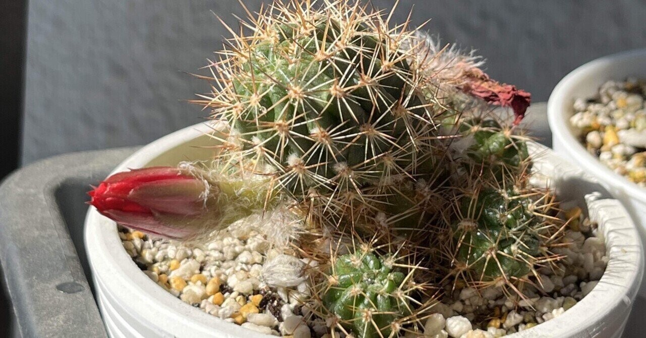 咲きそう｜asumin