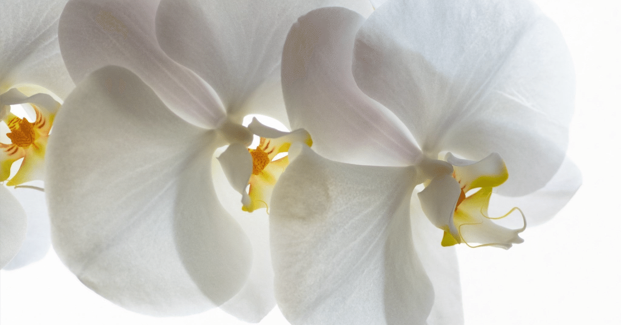 「連載小説」姉さんの遺書1｜sanngo