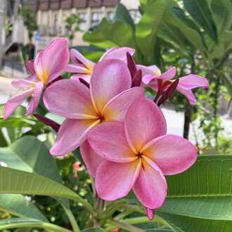 後で読む https://www.msn.com/ja-jp/news/opinion/%E6%B8%A1%E6%9D%A5%E4%BA%BA ...