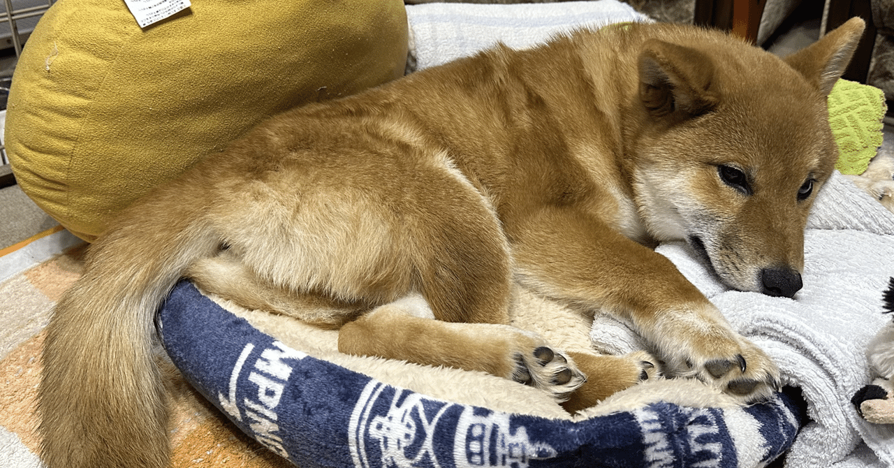 こなつチャンネル(35) 2月19日こなつ倒れる｜NicePapa 平野 尚志