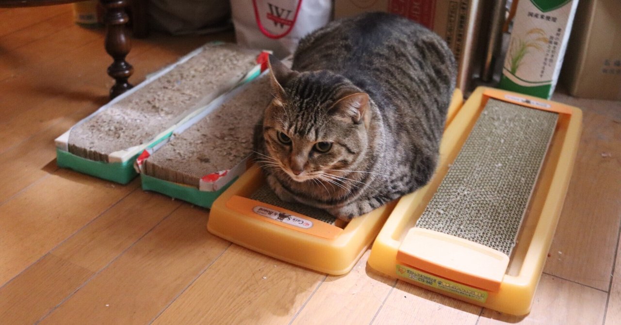 半日仕事で終わらなかったw｜紅＝猫の瞳に恋する執事 Ti amo♡ ＃キジトラ ＃note ＃小説 ＃エッセイ ＃猫がいる幸せ