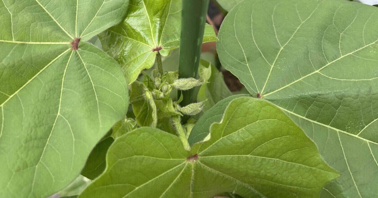 【養蜂生活862日目】｜yabusan（823）