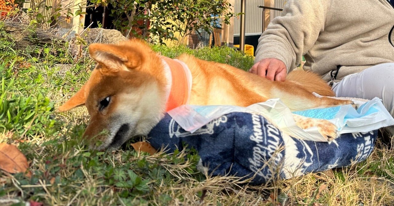 こなつチャンネル(37)空輸！？｜NicePapa 平野 尚志