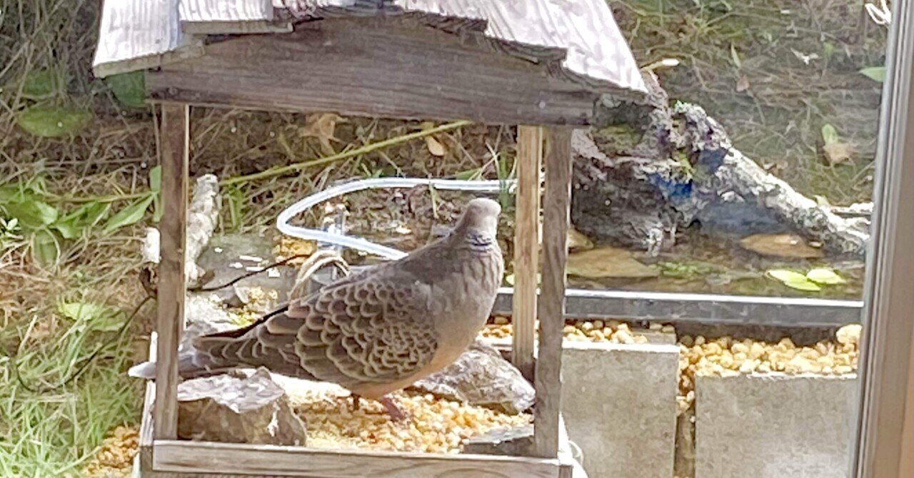 だいたい通販で揃える湿地帯ビオトープ④｜keko_birdlove