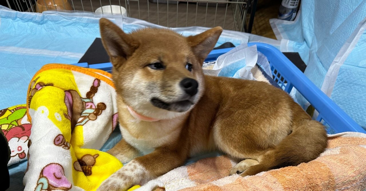 こなつチャンネル(38)空輸!? Ver.2｜NicePapa 平野 尚志