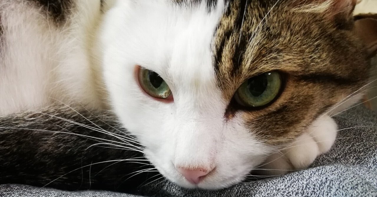 いたずらねこ｜shironeko