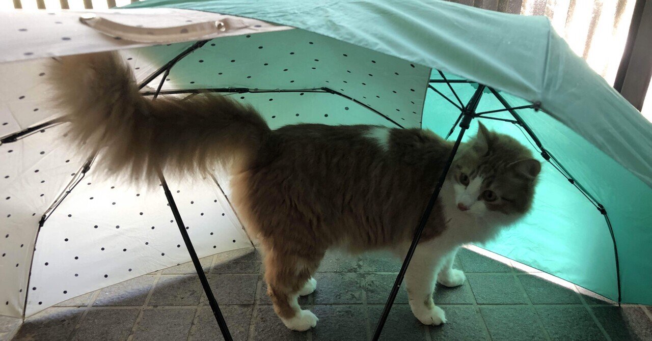 eiko_ichikawa｜note