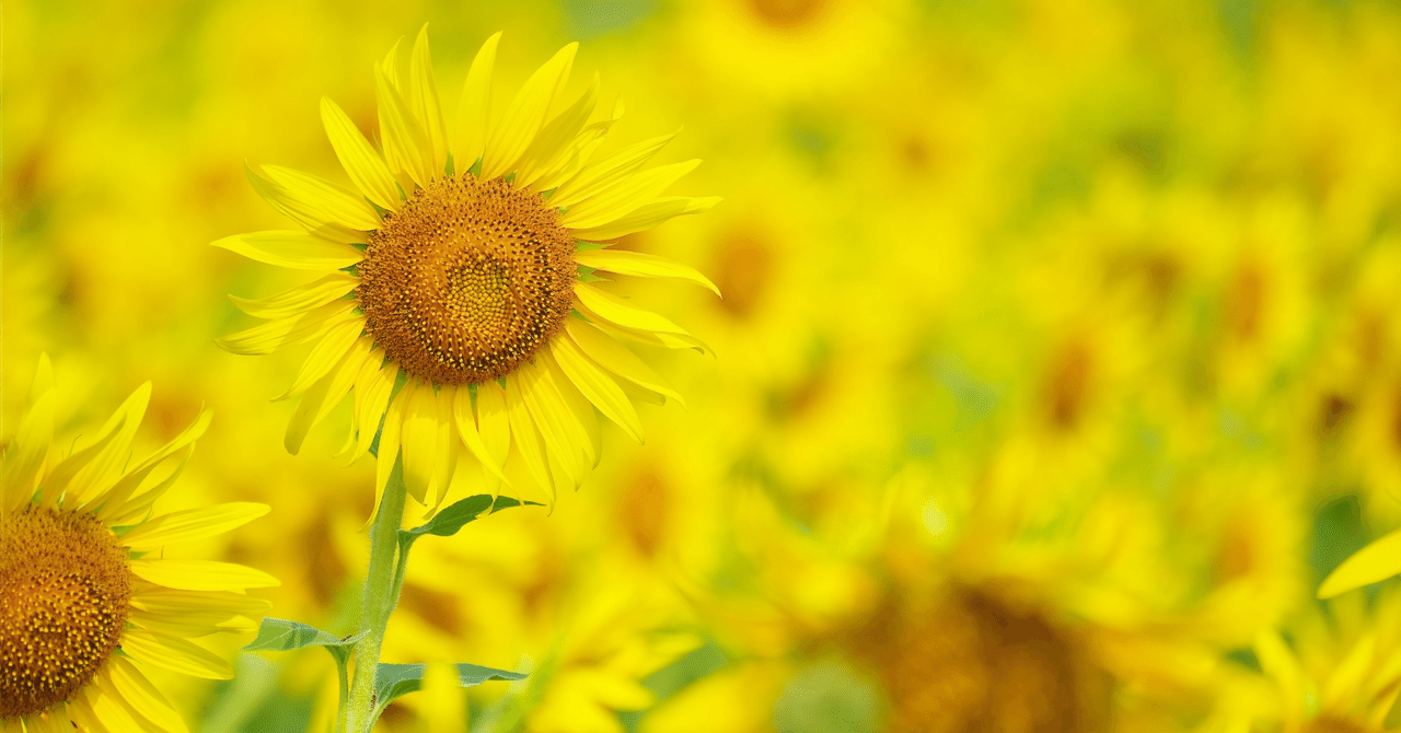 Udemy クーポン一覧｜【教える事が大好き！】オンラインスクールプログラミング講師が教えるスキルアップ情報