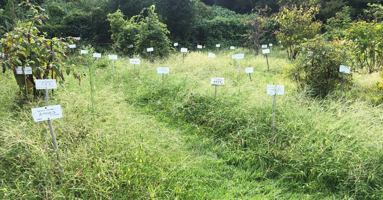 「雑草」｜Noro Daiki