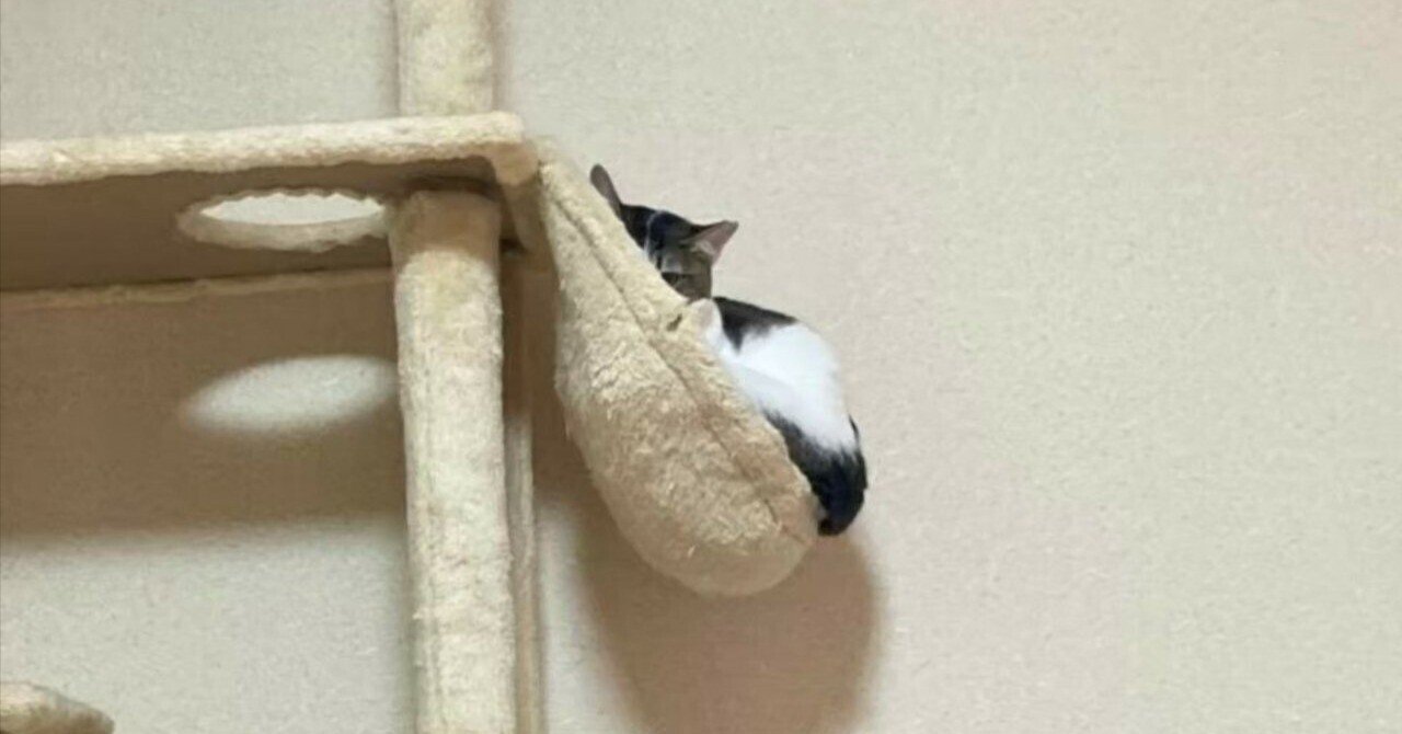 【これは曲がりすぎ】斜めになったハンモックから落ちない猫のバランス力が凄すぎる→飼い主さんが語った急傾斜の理由とは？｜Cat Press ...