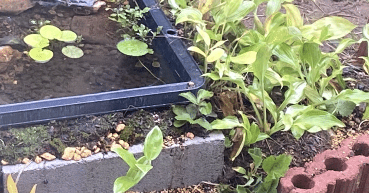 だいたい通販で揃える湿地帯ビオトープ⑥｜keko_birdlove