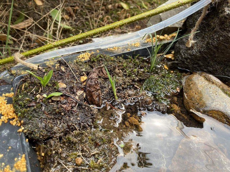 だいたい通販で揃える湿地帯ビオトープ⑥｜keko_birdlove