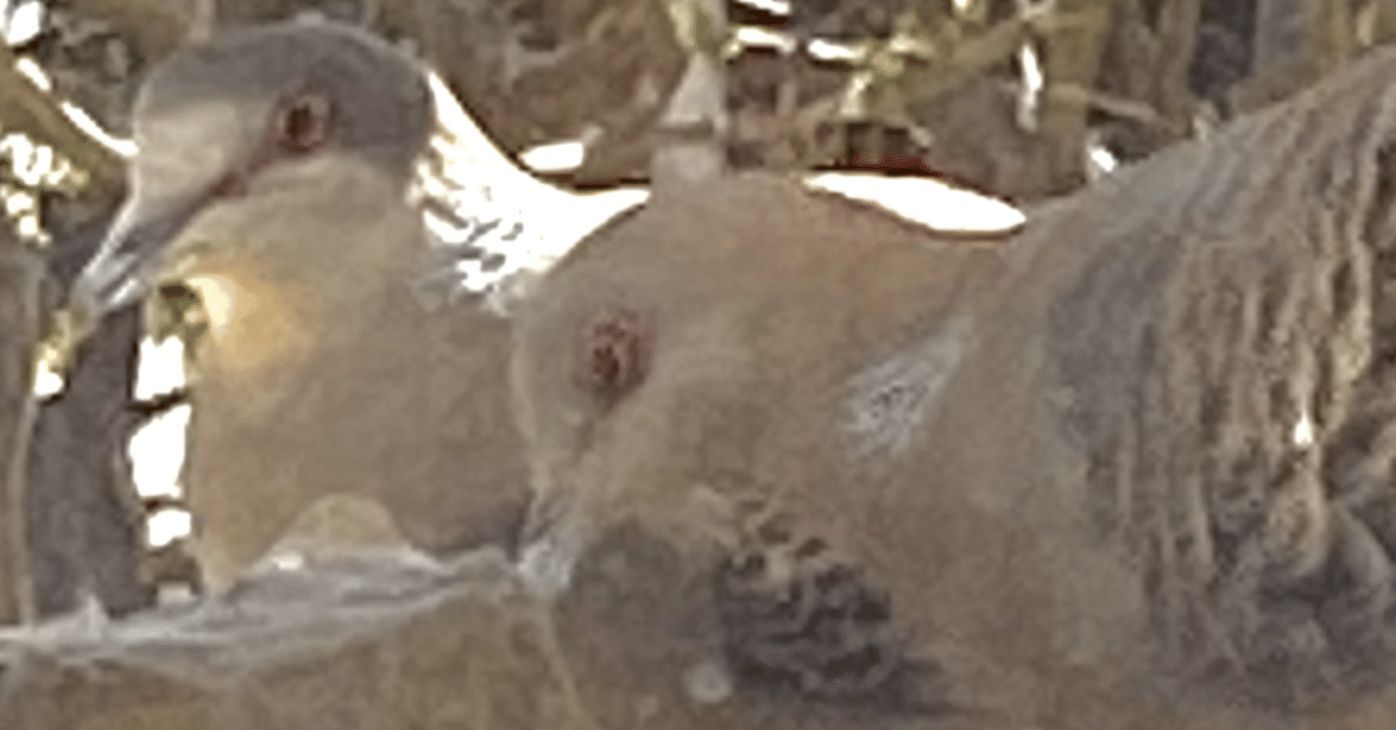 イカれた仲間たち① ｜keko_birdlove