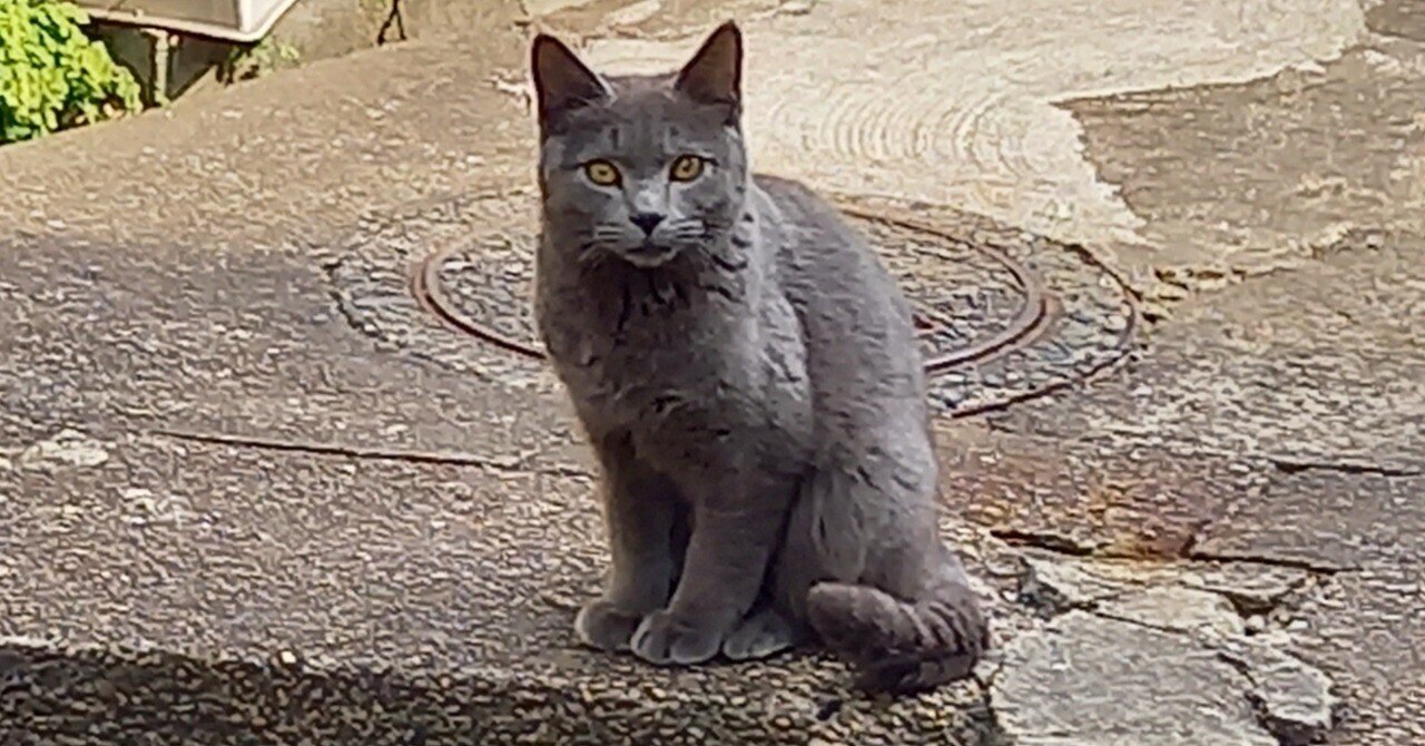 TNR活動｜NPO法人あおぞら