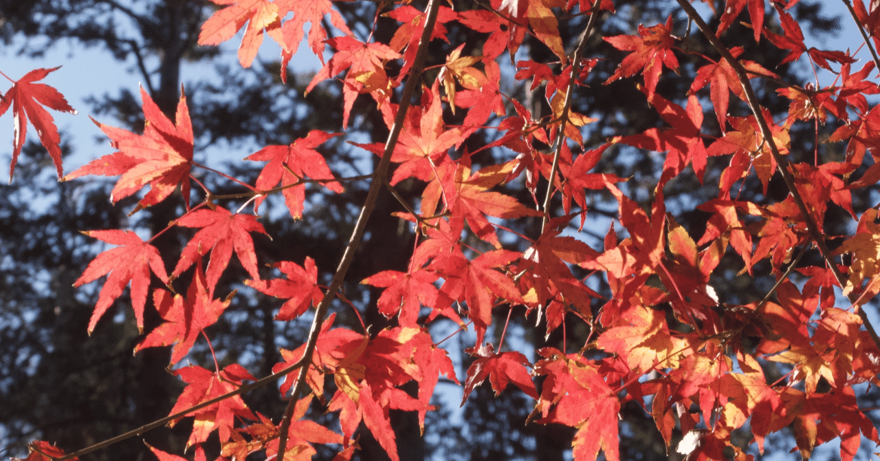 今日もこれ。｜hitomi_upgrade