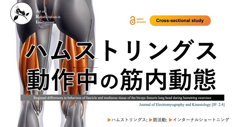 動作中における ハムストリングス”の筋内動態|super Human 理学療法士/保健学博士 Phd