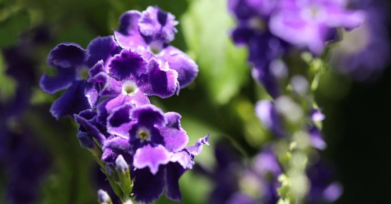 Stroll & Snaps, Vol. 64: 界隈の彩｜Strolling Ricky