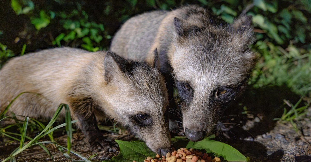 たぬきの親子(子だぬきと父親)の写真 Tanuki family and child Photo｜yohaku_photo